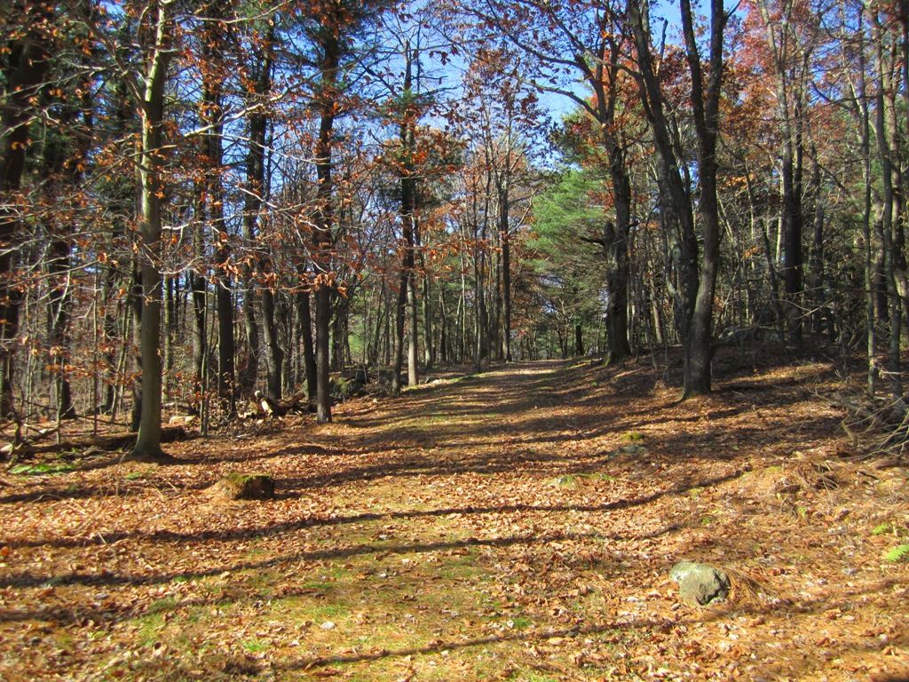 Locations Hub - Mohawk State Forest - Cunningham Tower