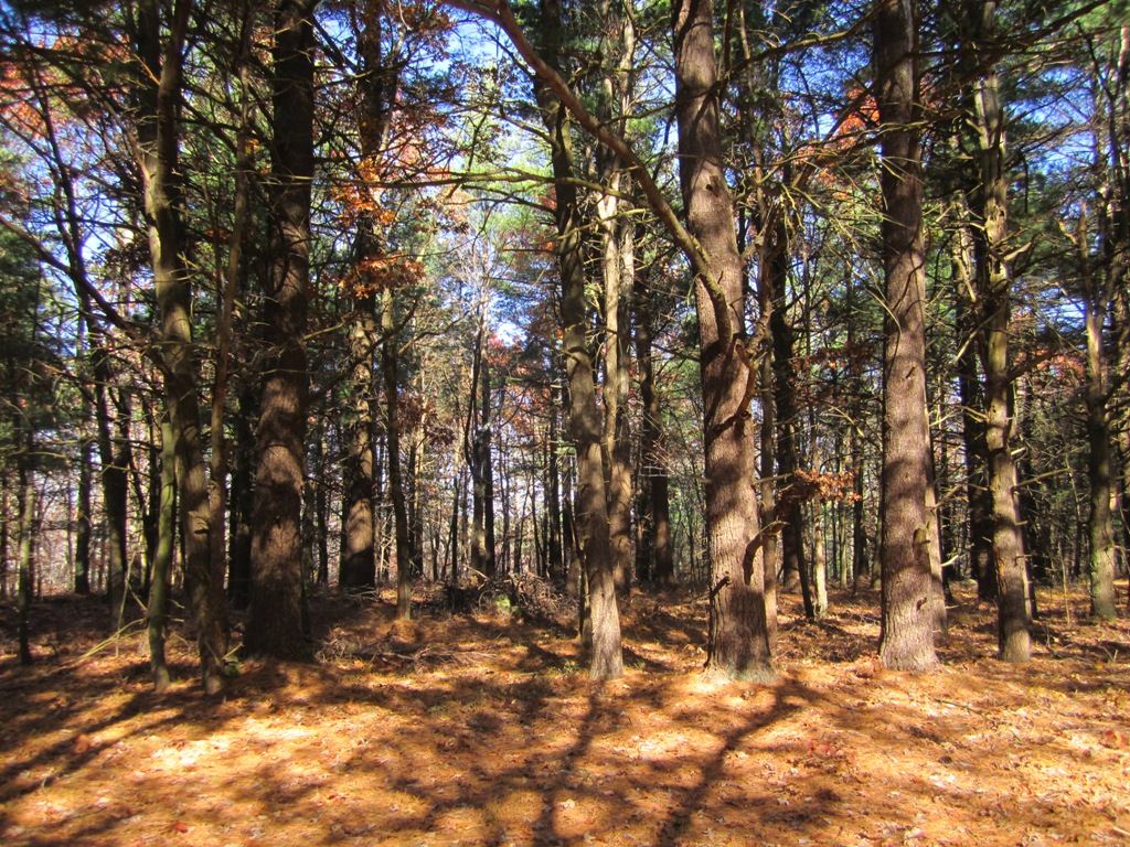 Locations Hub - Mohawk State Forest - Cunningham Tower